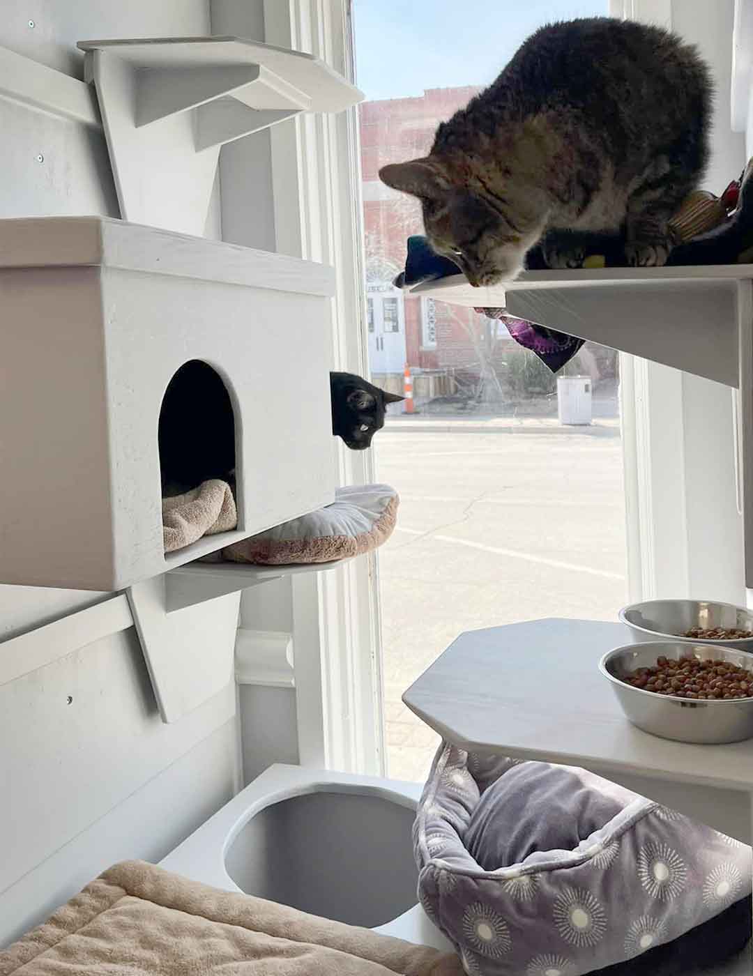 Pet Boarding - Lily's Play-N-Stay